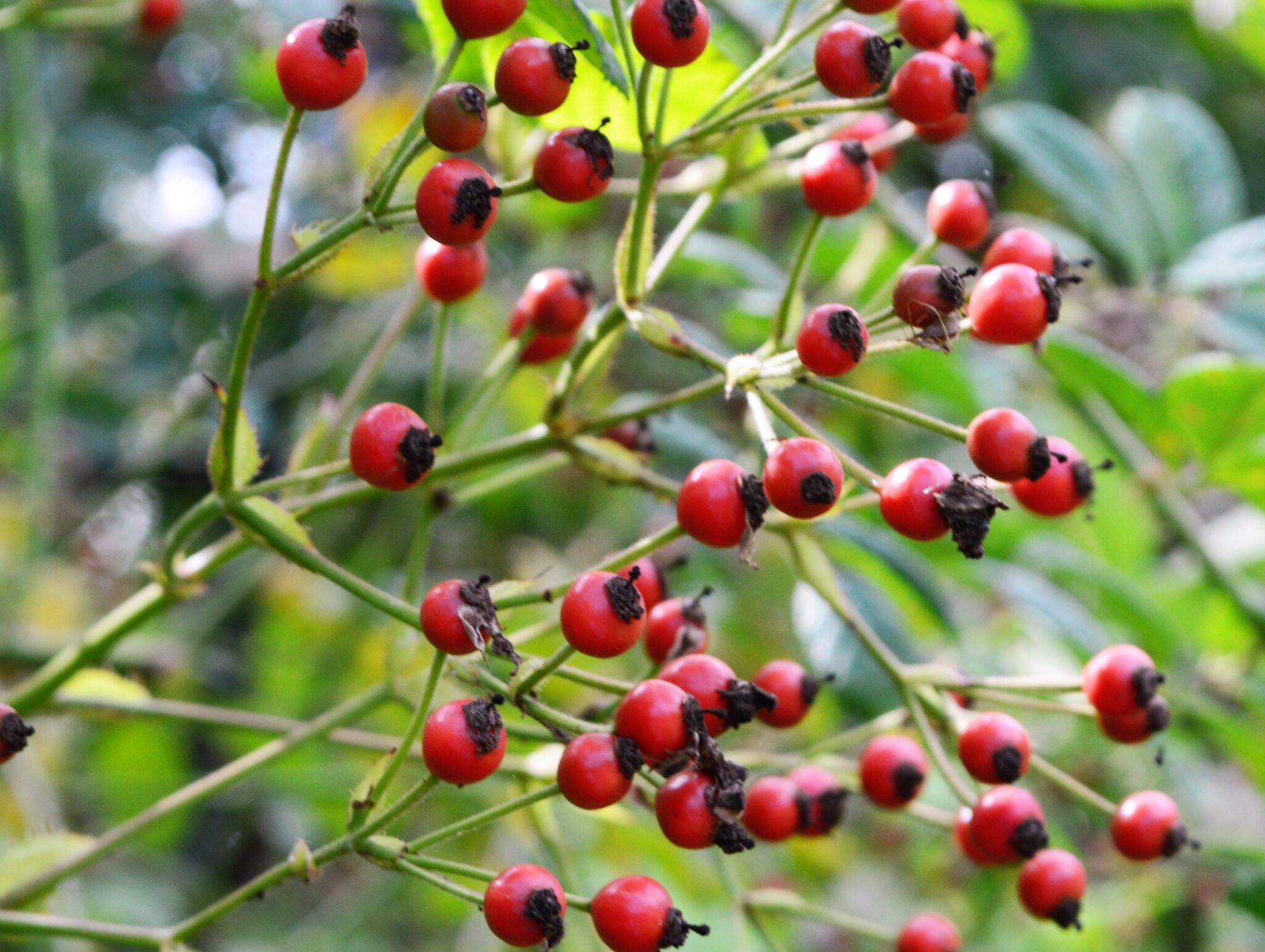 Rosa Multiflora Japonica | Zeeuwse Rozentuin