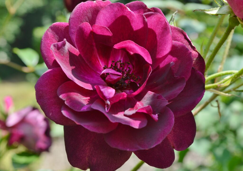 Burgundy ice | Zeeuwse Rozentuin