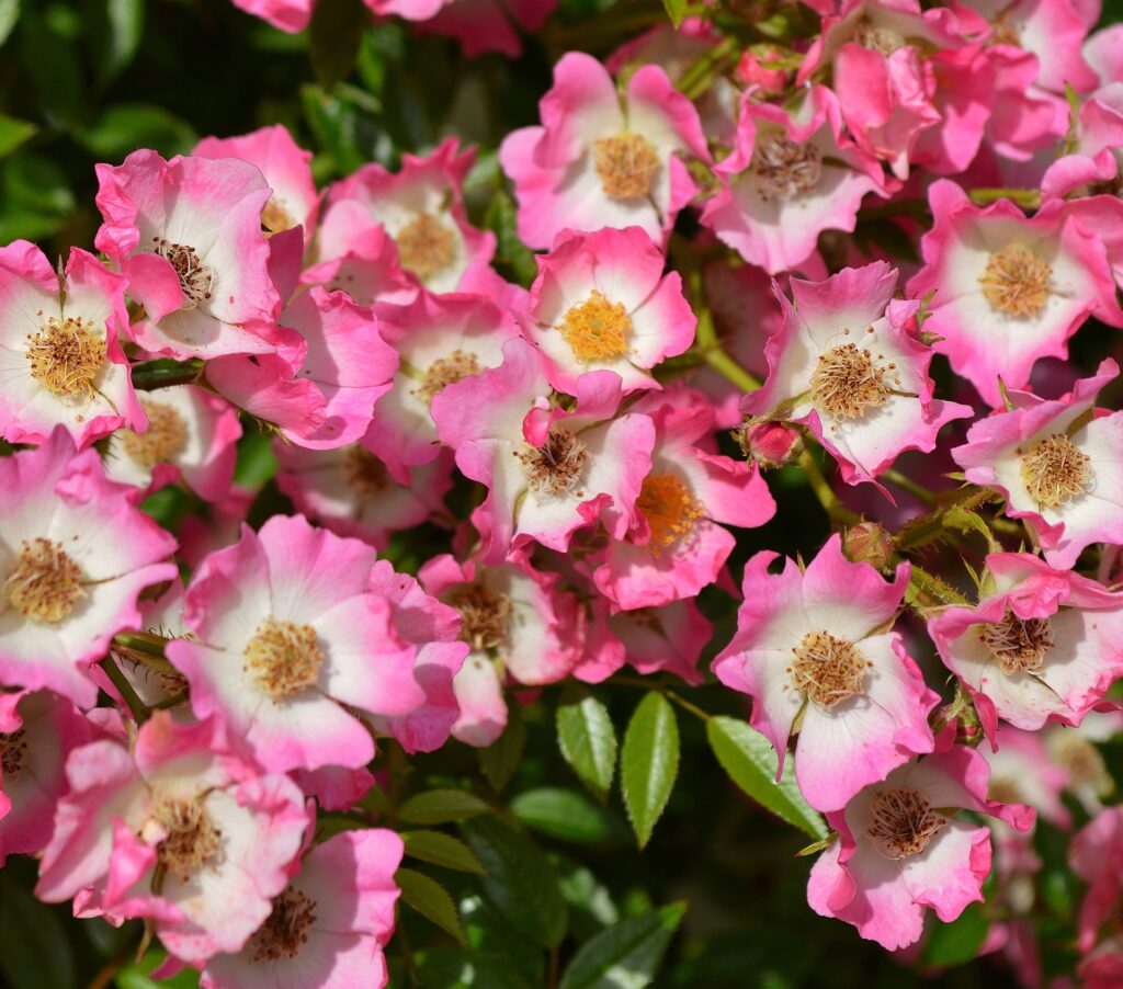 Pink Spray | Zeeuwse Rozentuin